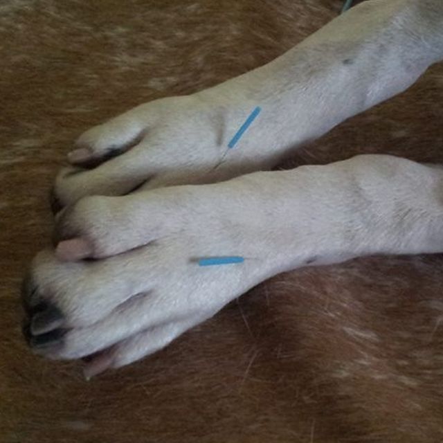 Akupunktur – Tierarztpraxis im Koelle Zoo