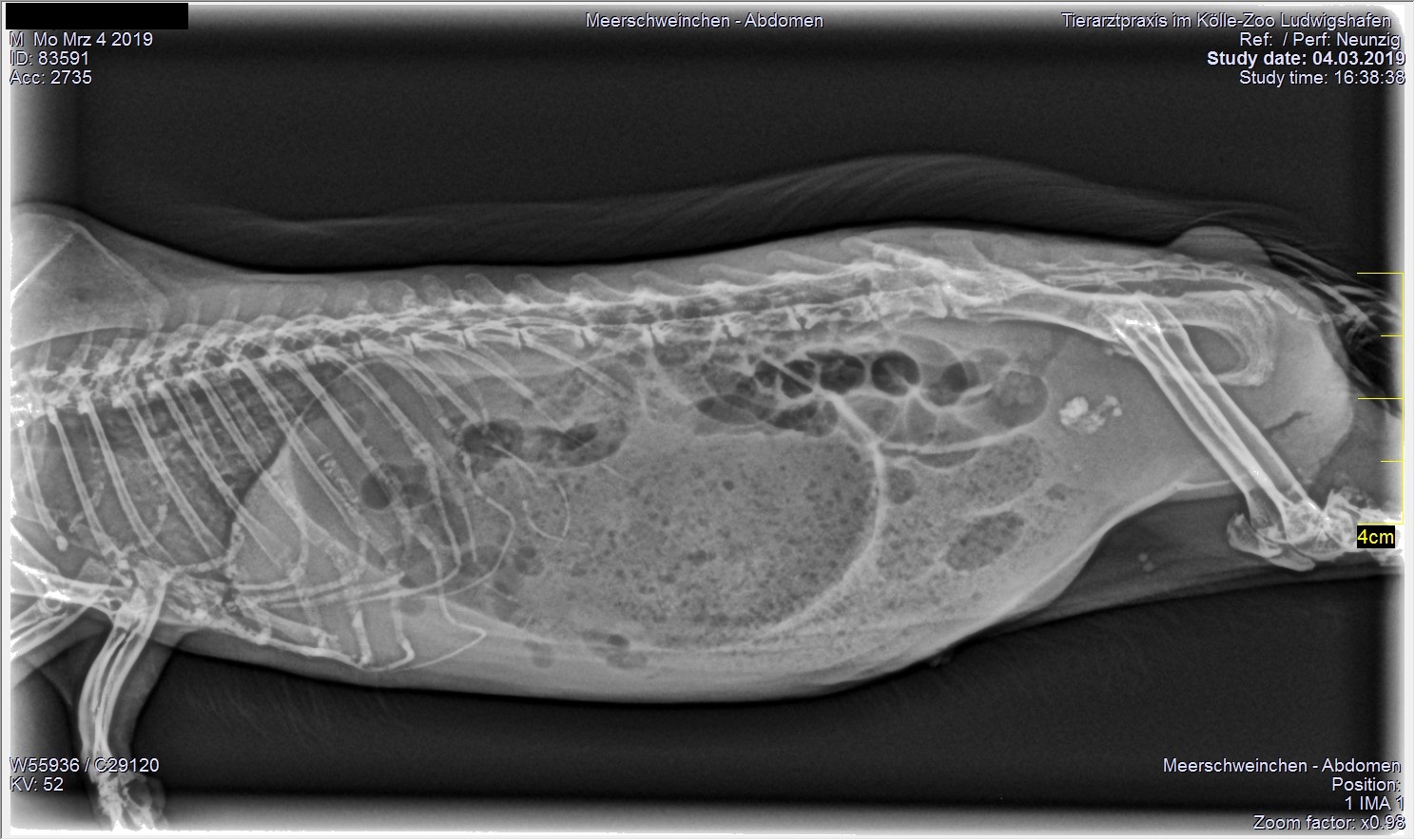 Richtige Ernährung bei Harnwegserkrankungen für Nager – Tierarztpraxis ...